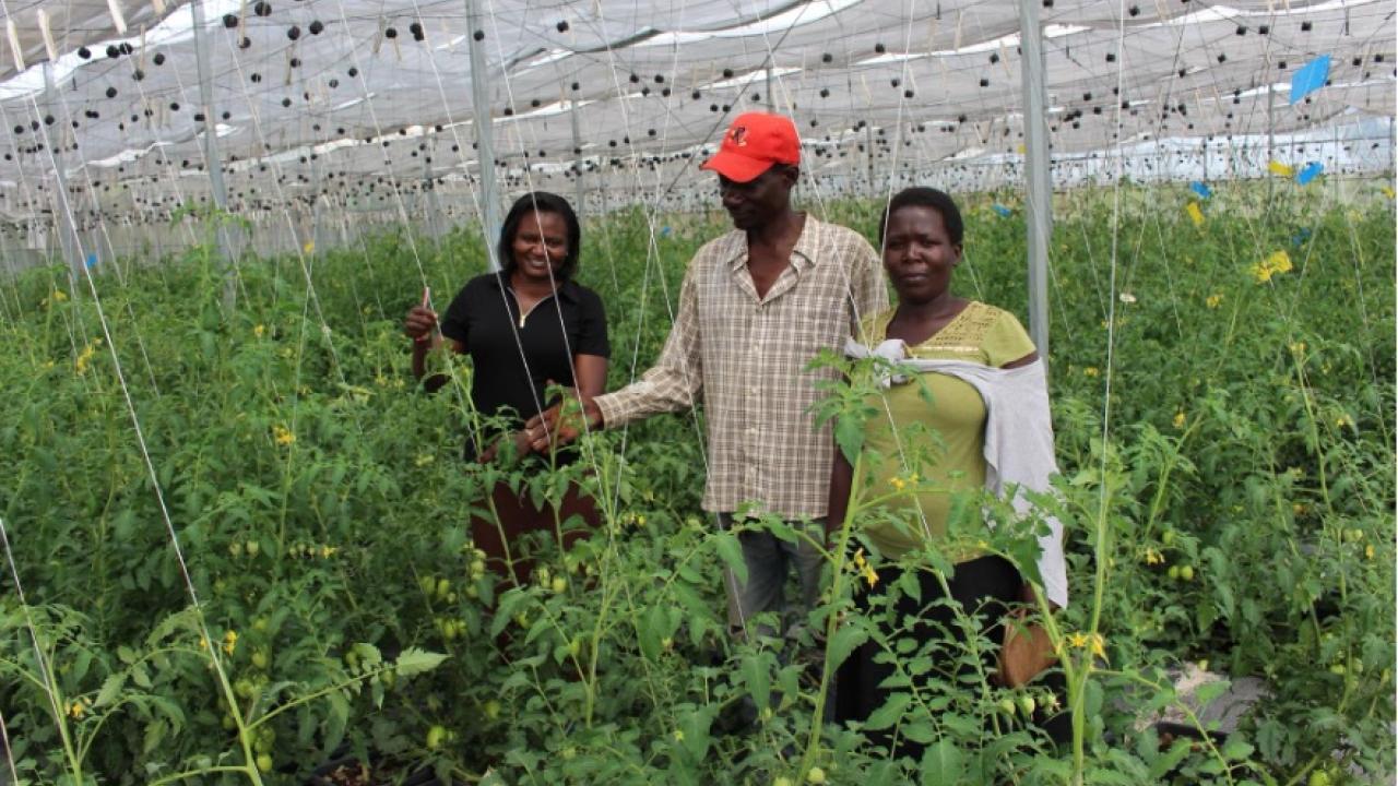 Determining the trade-offs between short and long horticulture value ...